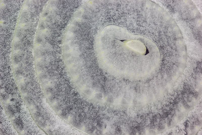 Closeup Shot of an Onion Slice Texture Stock Image - Image of spice ...