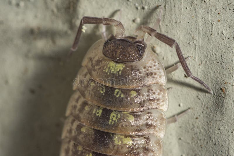 Closeup Shot of an Oniscidea on the Wall Stock Image - Image of ...