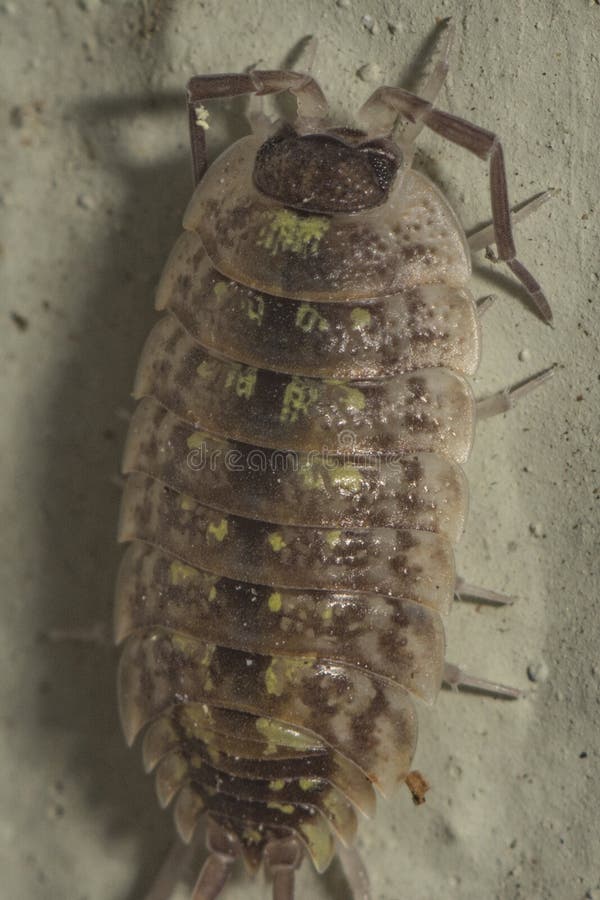 Closeup Shot of an Oniscidea on the Wall Stock Image - Image of ...