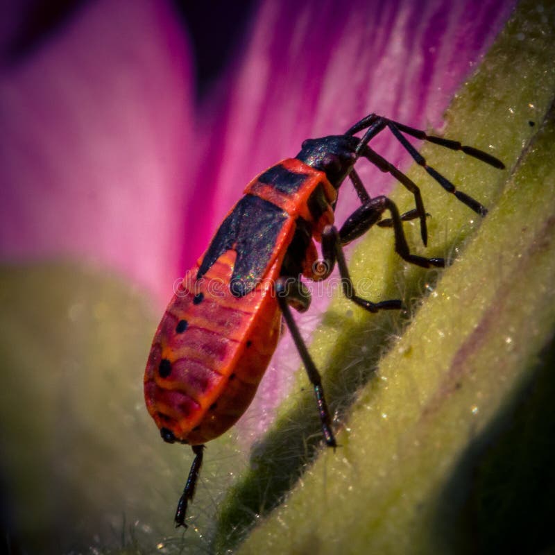 Orange Insect Perched on the Grass in the Forest Stock Photo - Image of ...