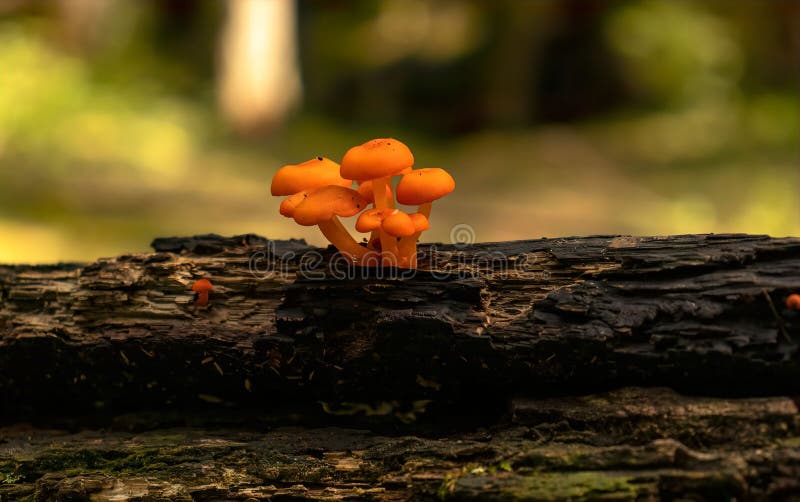 Closeup Shot of Orange Mushrooms Growing on a Tree Stock Photo - Image ...