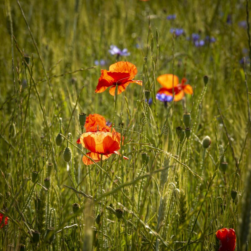 Closeup Shot of Orange Poppies and Blue Cornflower in the Field Stock ...