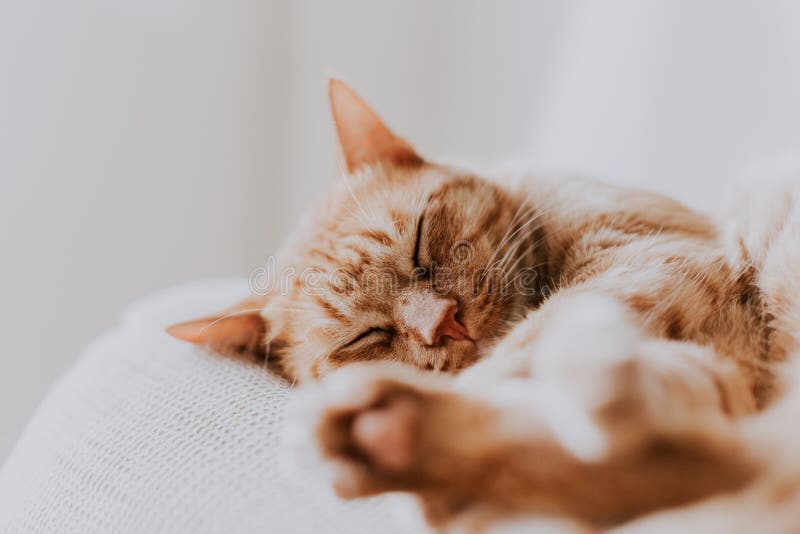 Closeup Shot of an Orange Tabby Cat Taking a Nap Stock Image - Image of ...