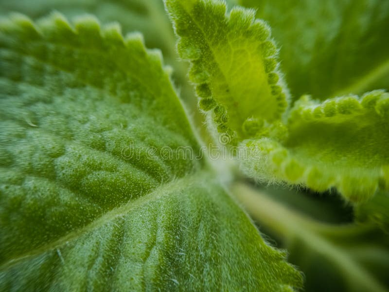 Closeup Shot of Oregano Leaves Stock Photo - Image of produce, leaves ...