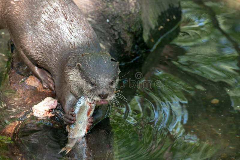Closeup Shot of an Otter Catches Its Prey in the Pond Stock Photo ...