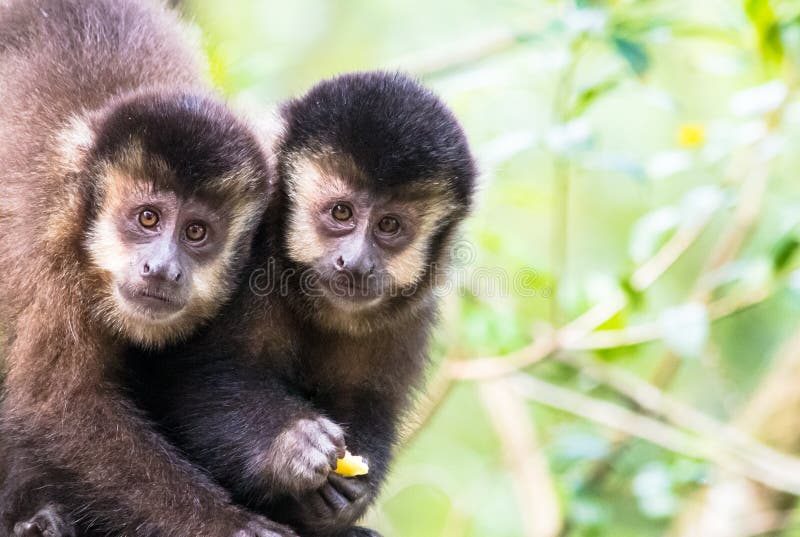 Pair of Capuchin Monkeys Resting and Stroking in a Park Stock Photo ...