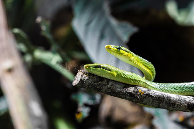 Closeup Shot of a Pair of Small Green Snakes on a Branch Stock Image ...