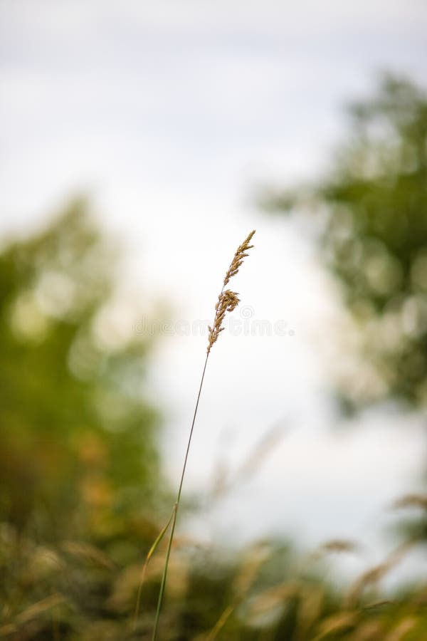 Closeup Shot of Pampas Grass Swaying in the Wind Stock Image - Image of ...