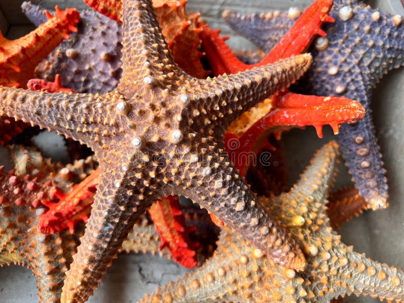 Closeup Shot of Panamic Cushion Stars Stock Photo - Image of texture ...