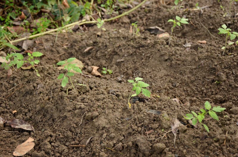 Closeup Shot of a Patch of Soil with Green Growing Plants Stock Photo ...