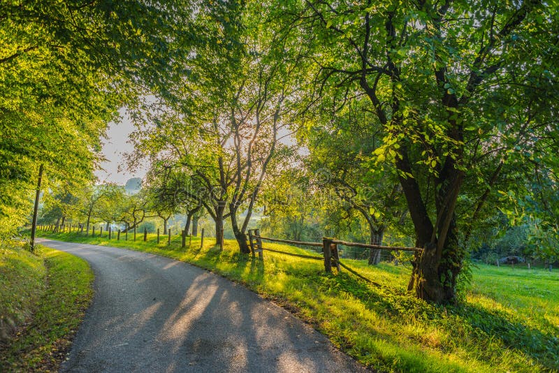 Closeup Shot of a Path in a Field with Trees Stock Photo - Image of ...
