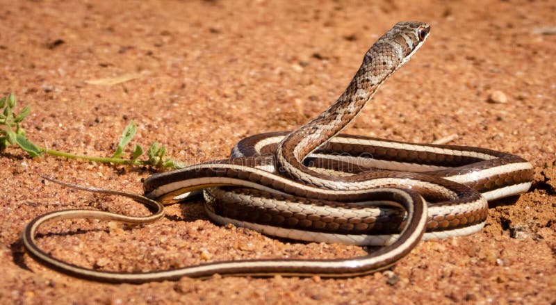 Closeup Shot of a Patterned Brown Snake in Sandy Desert Environment ...