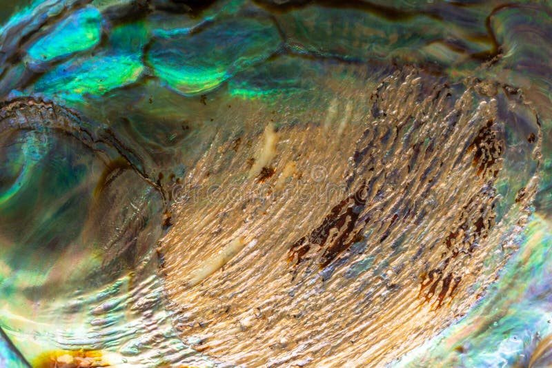 Closeup Shot of Paua Abalone Shell. Ventral View of the Pearly Texture ...