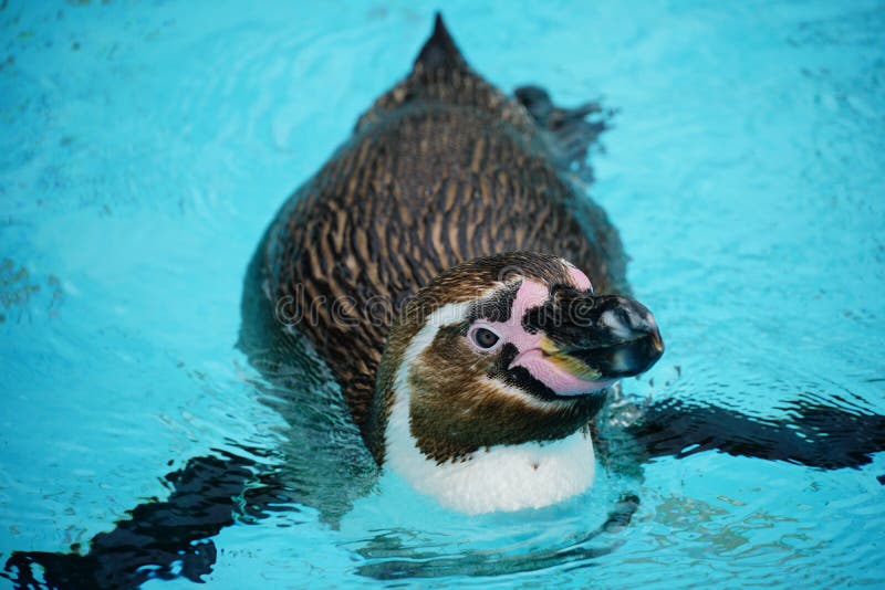Closeup Shot of a Penguin Swimming in the Pool Stock Photo - Image of ...