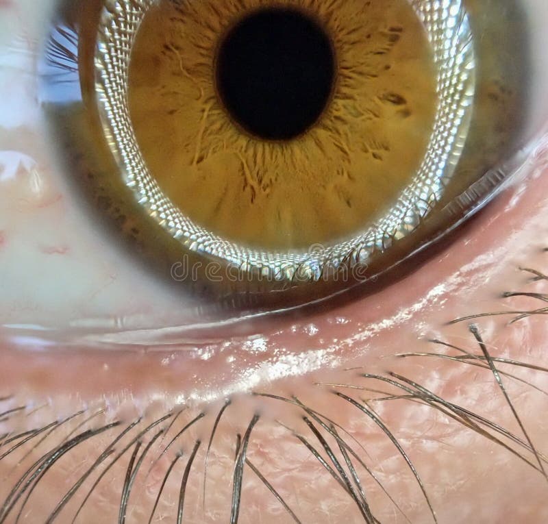 Closeup Shot of a Person`s Beautiful Brown Eye Stock Photo - Image of ...