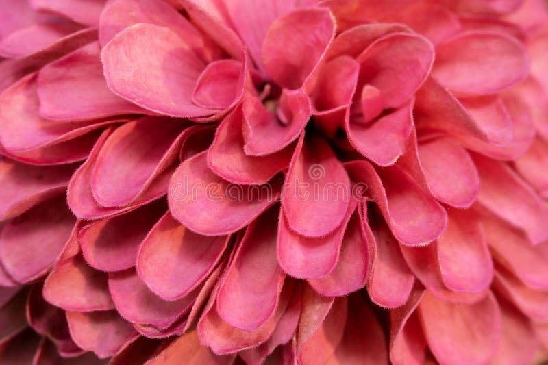 Cremone Stock Photos - Free & Royalty-Free Stock Photos from Dreamstime