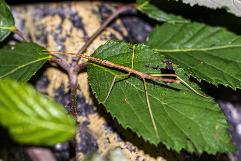 Closeup Shot of a Phasmid on Green Plants Stock Photo - Image of insect ...