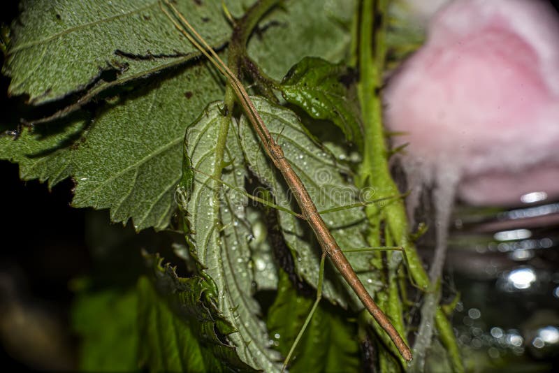 Closeup Shot of a Phasmid on Green Plants Stock Image - Image of nature ...