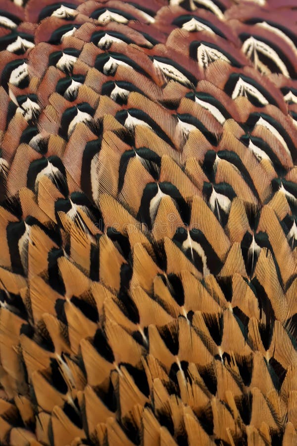 Closeup Shot of Pheasant Feathers Stock Image - Image of design, detail ...