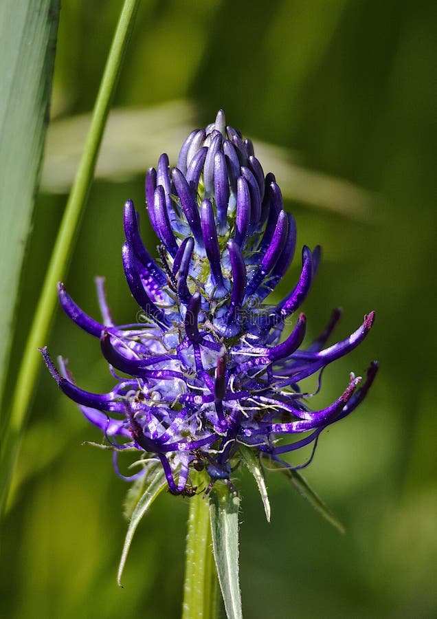 Closeup Shot of Phyteuma Nigrum, Black Rampion. Stock Image - Image of ...