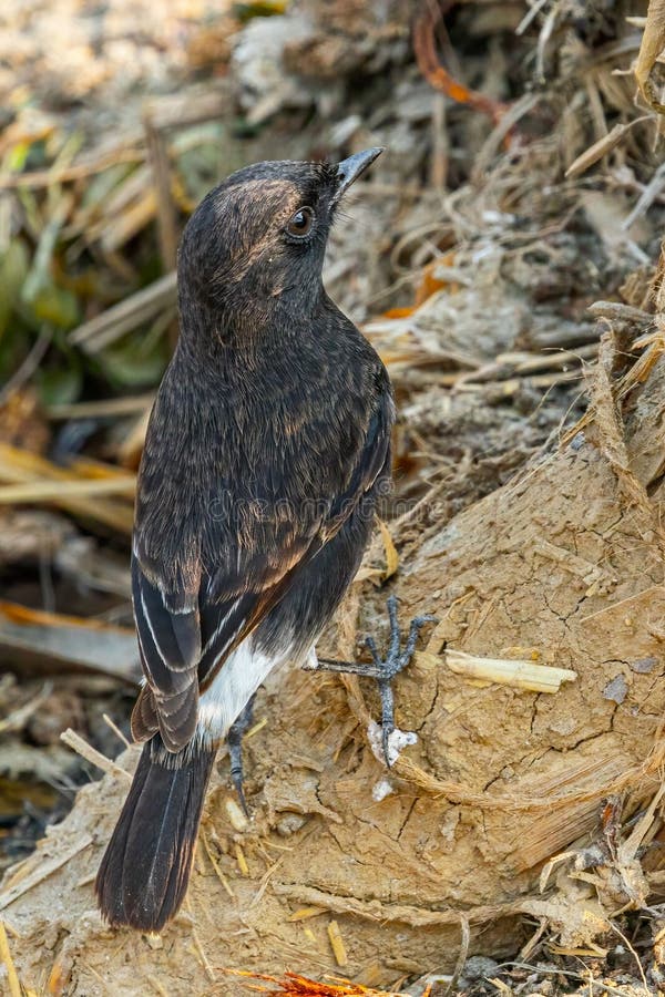 Closeup Shot of a Pied Bush Chat Bird. Stock Photo - Image of nature ...