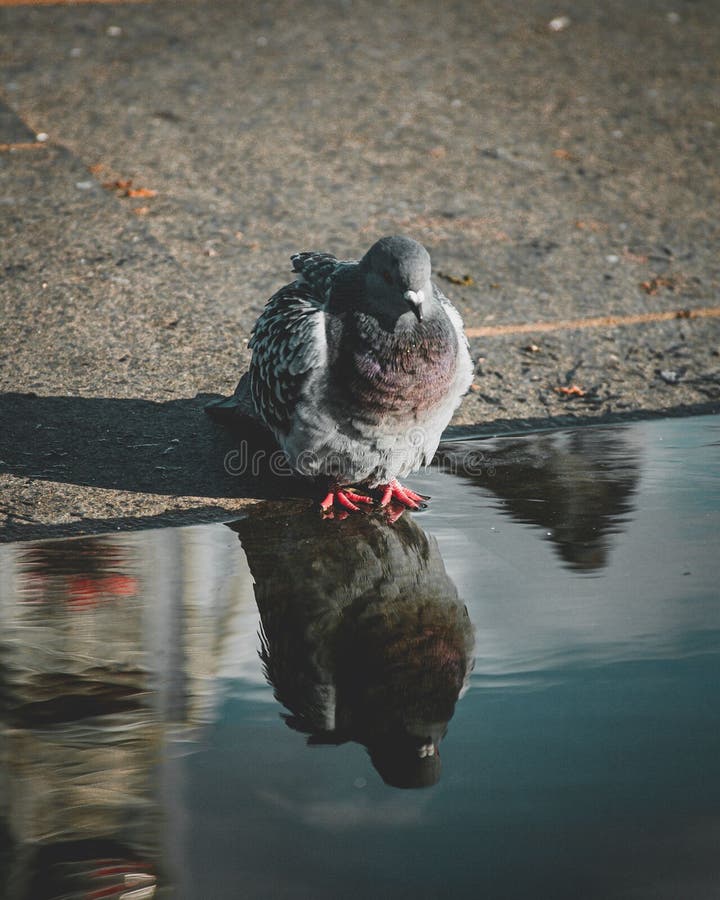 Closeup Shot of a Pigeon and Its Reflection in the Water Stock Image ...