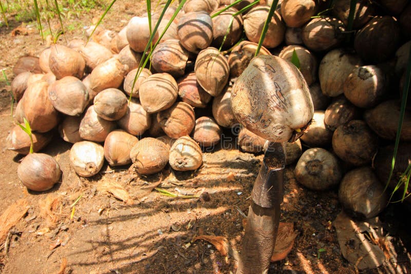 Closeup Shot of a Pile of Coconuts Under the Coconut Tree Stock Photo ...
