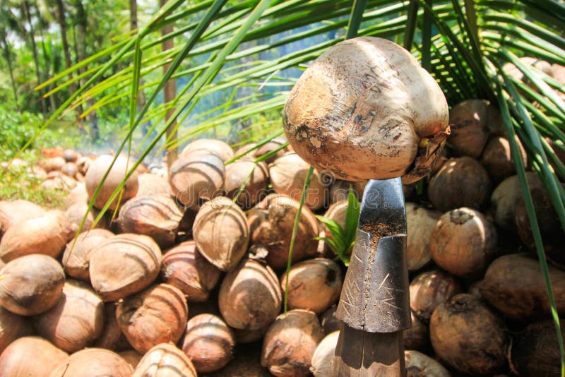 Closeup Shot of a Pile of Coconuts Under the Coconut Tree Stock Photo ...