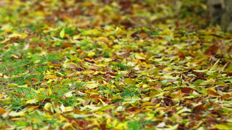 Pile of Fallen Autumn Leaves, Scattered on the Ground Stock Image ...