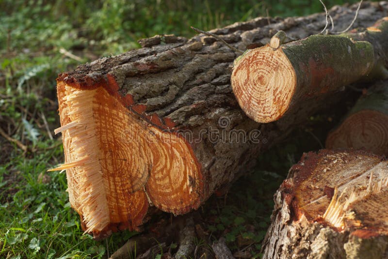 Pile of Logs in a Forest in Front of a Freshly Cut Tree Trunk Stock ...