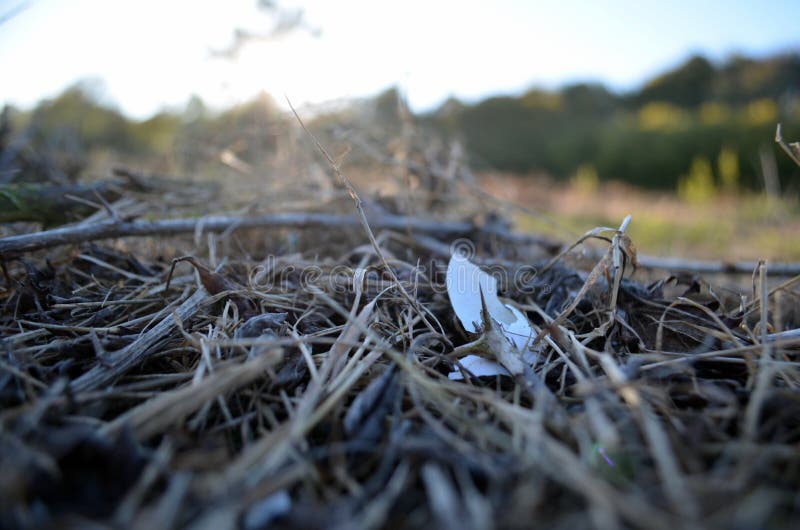 Pile of Dry Sticks and Broken Branches is Pictured in an Outdoor ...