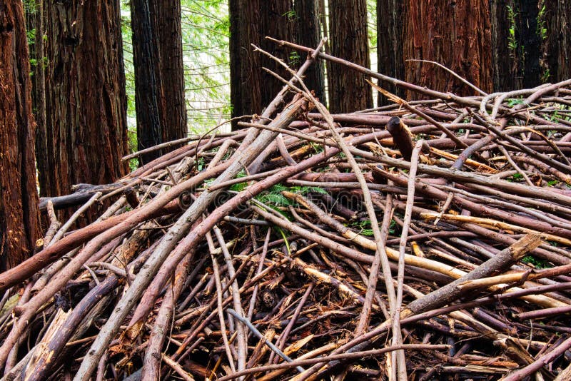 Closeup Shot of a Pile of Wooden Twigs in a Forest Stock Image - Image ...