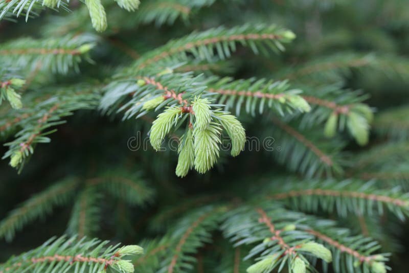 Closeup Shot of the Pine Tree Leaves Stock Photo - Image of fresh ...