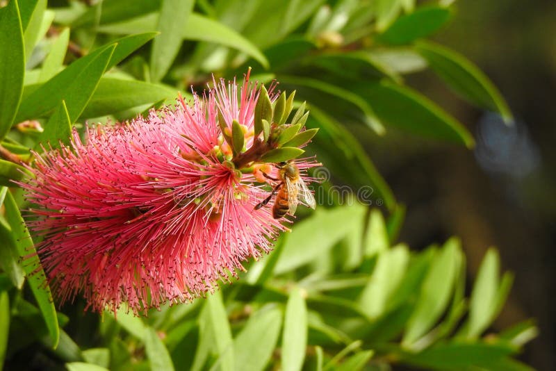 Closeup Shot of the Pink Bottlebrush Flower - Callistemon Stock Photo ...