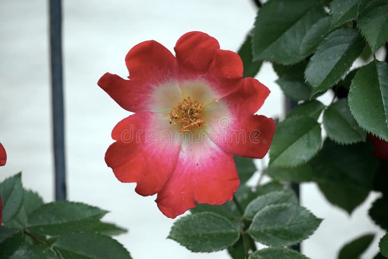 Closeup Shot of a Pink California Wild Rose Stock Photo - Image of ...