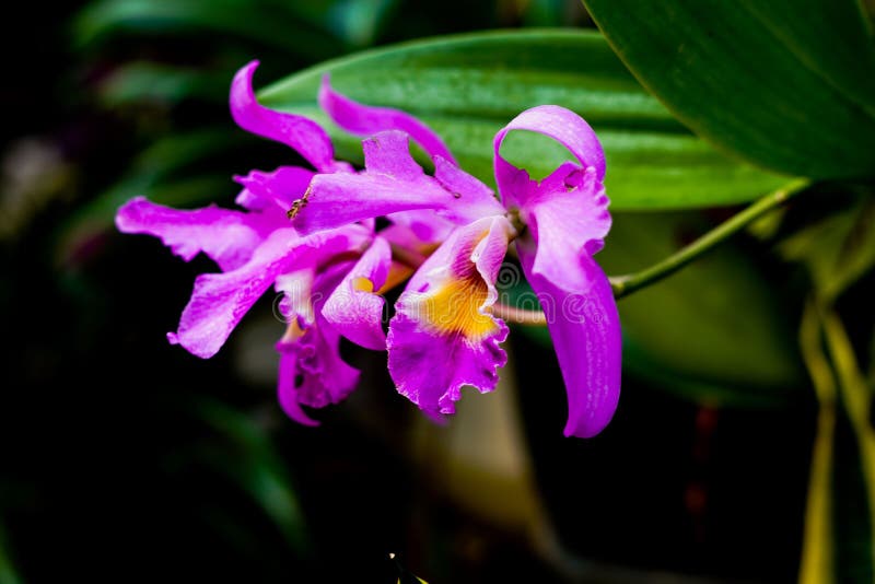 Closeup Shot of Pink Cattleya Orchids Stock Image - Image of orchids ...