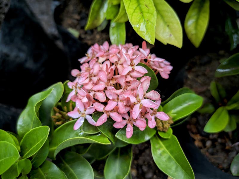 Closeup Shot of a Pink Daphne with Fresh Green Leaves on the Background ...