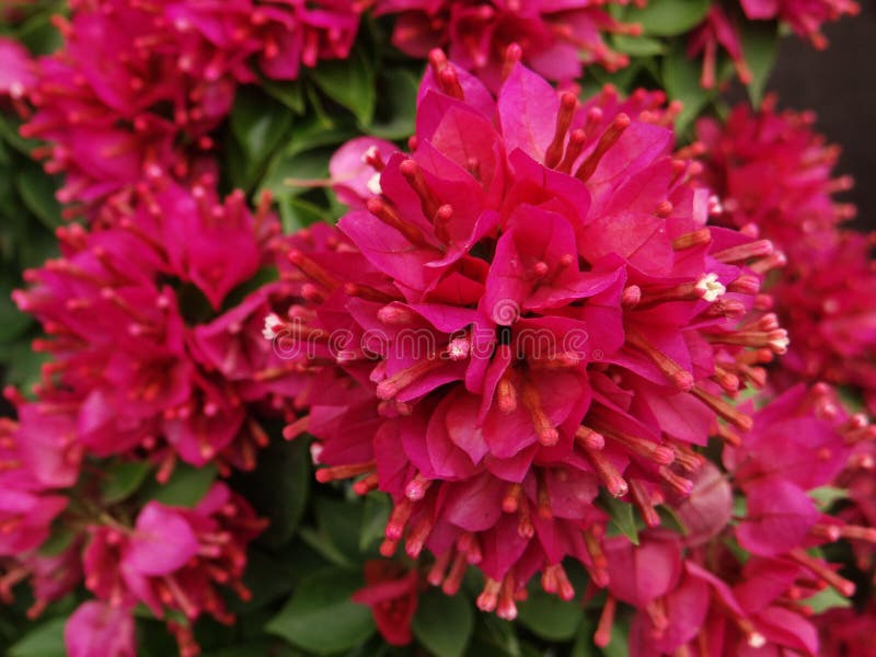 Pink Gilliflower Flowers Inflorescence Stock Image - Image of ...