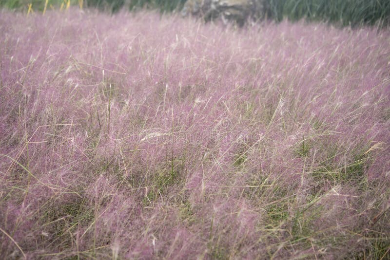 Closeup Shot of Pink Grass Field during the Daytime Stock Image - Image ...