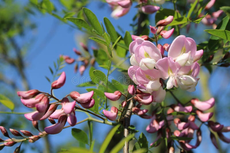 Closeup Shot of Pink Locust Stock Image - Image of bloom, colours ...