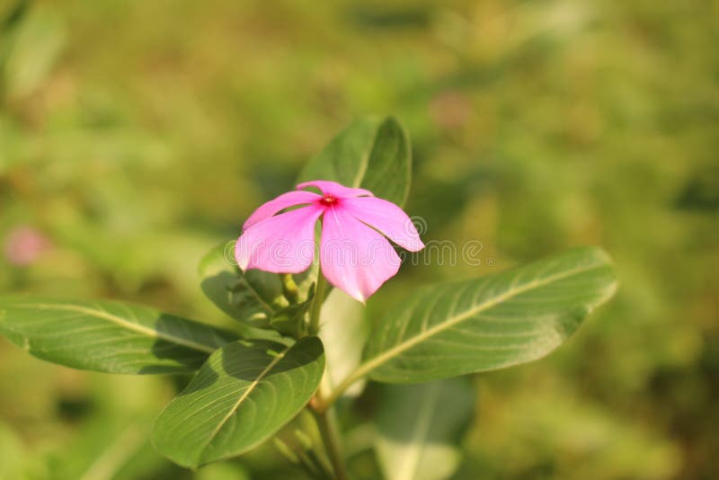 Closeup Shot of a Pink Moonflower Under the Sunlight Stock Photo ...