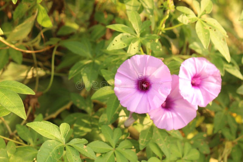 1,035 Moonflower Photos - Free & Royalty-Free Stock Photos from Dreamstime