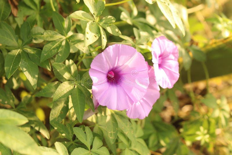 1,035 Moonflower Photos - Free & Royalty-Free Stock Photos from Dreamstime