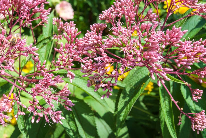 Pink plants cells. stock photo. Image of botany, anatomy - 113479386