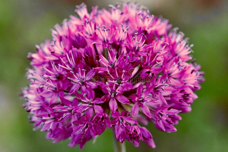 Closeup Shot of a Pink Spring Onion Flower. Stock Photo - Image of ...