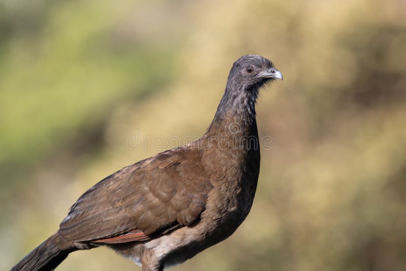 Closeup Shot of a Plain Chachalaca Bird Stock Image - Image of branch ...