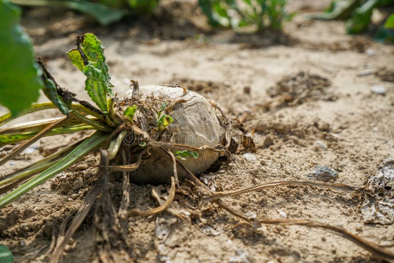 Closeup Shot of Plant Roots in the Soil Stock Photo - Image of garden ...