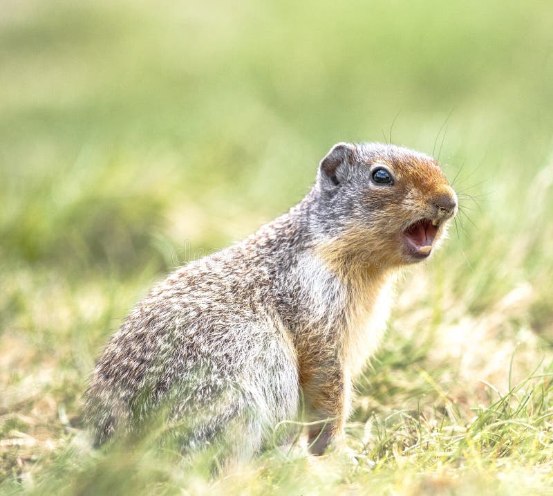 Closeup Shot of a Pocket Gopher Sitting on the Grass Stock Image ...