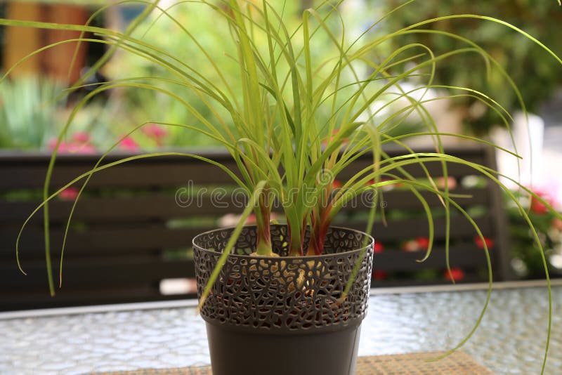 187 Green Stringy Plant Stock Photos - Free & Royalty-Free Stock Photos ...