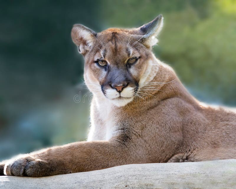 Closeup Shot of a Powerful Beautiful Puma in a Park Stock Image - Image ...